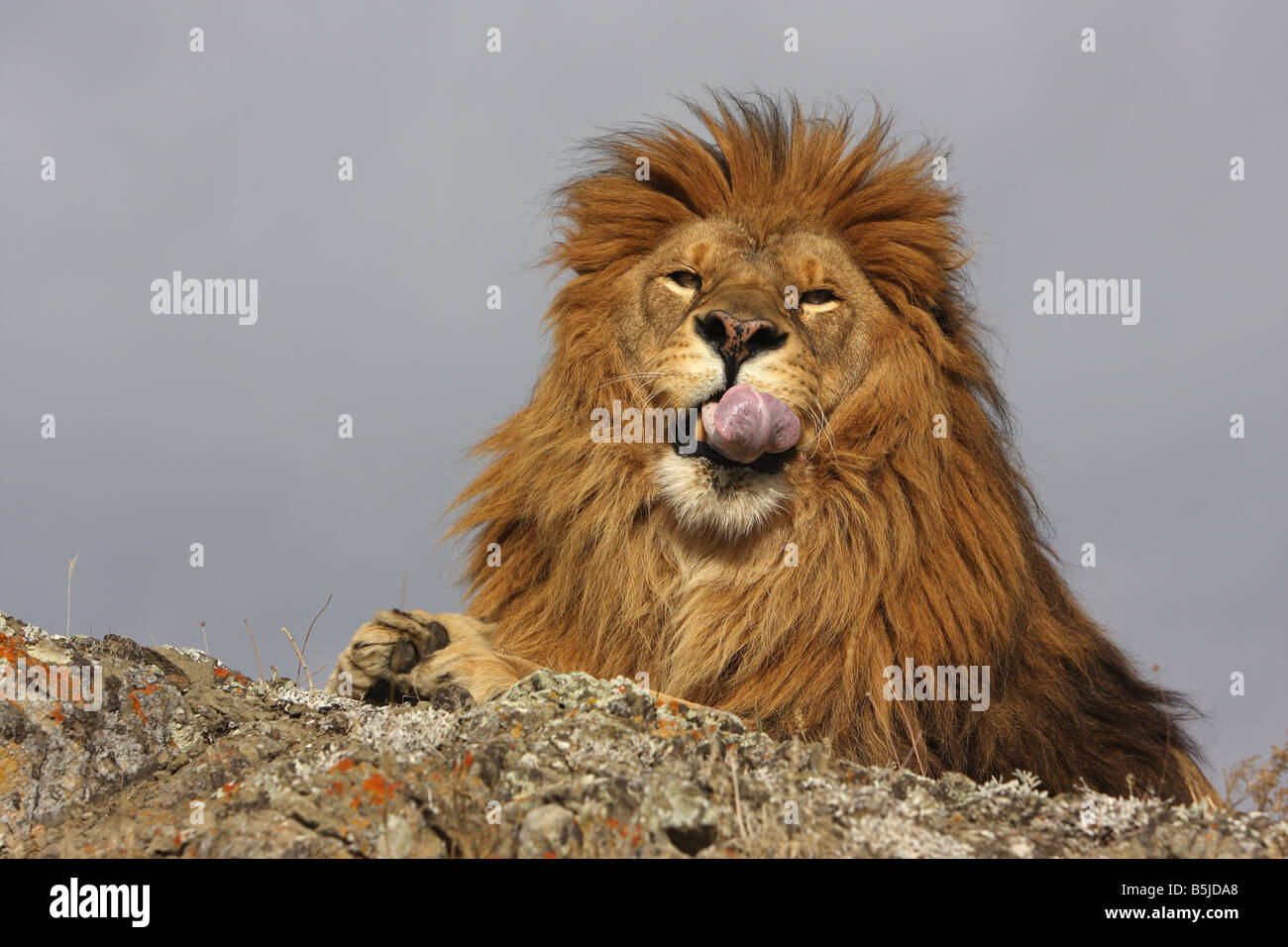 Lion licking face hi-res stock photography and images - Alamy