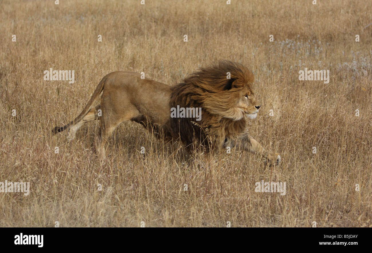 Lion running through grass Stock Photo - Alamy
