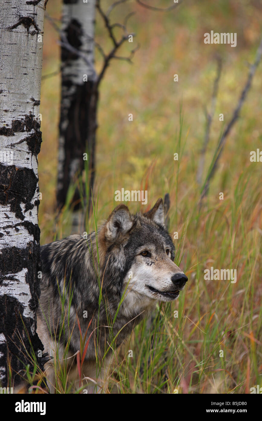 Wolf head on hi-res stock photography and images - Alamy