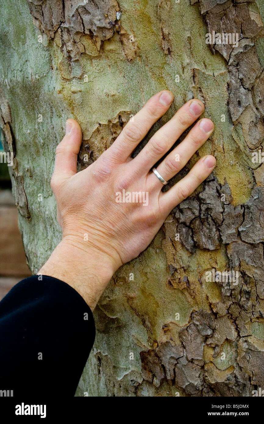 Hand touch tree bark hi-res stock photography and images - Alamy