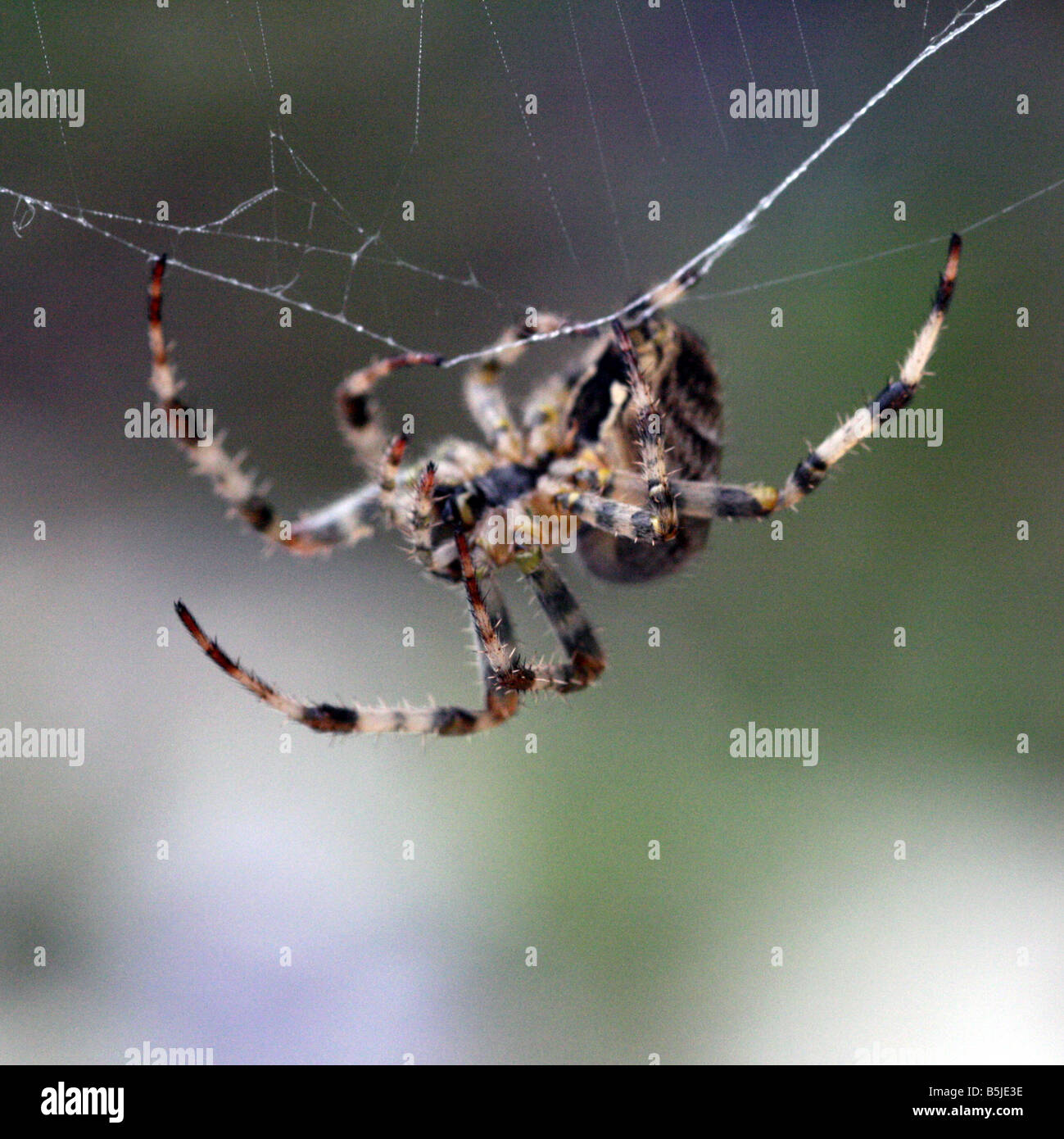 English spin hi-res stock photography and images - Alamy