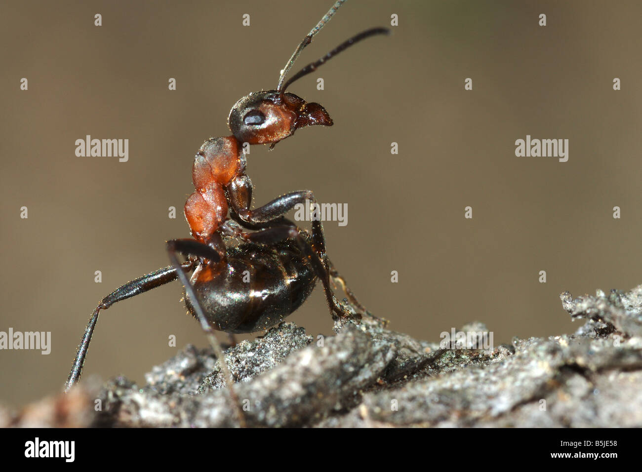 Formica ant insect formica Formica rufa imenotteri insetti formicaio ...
