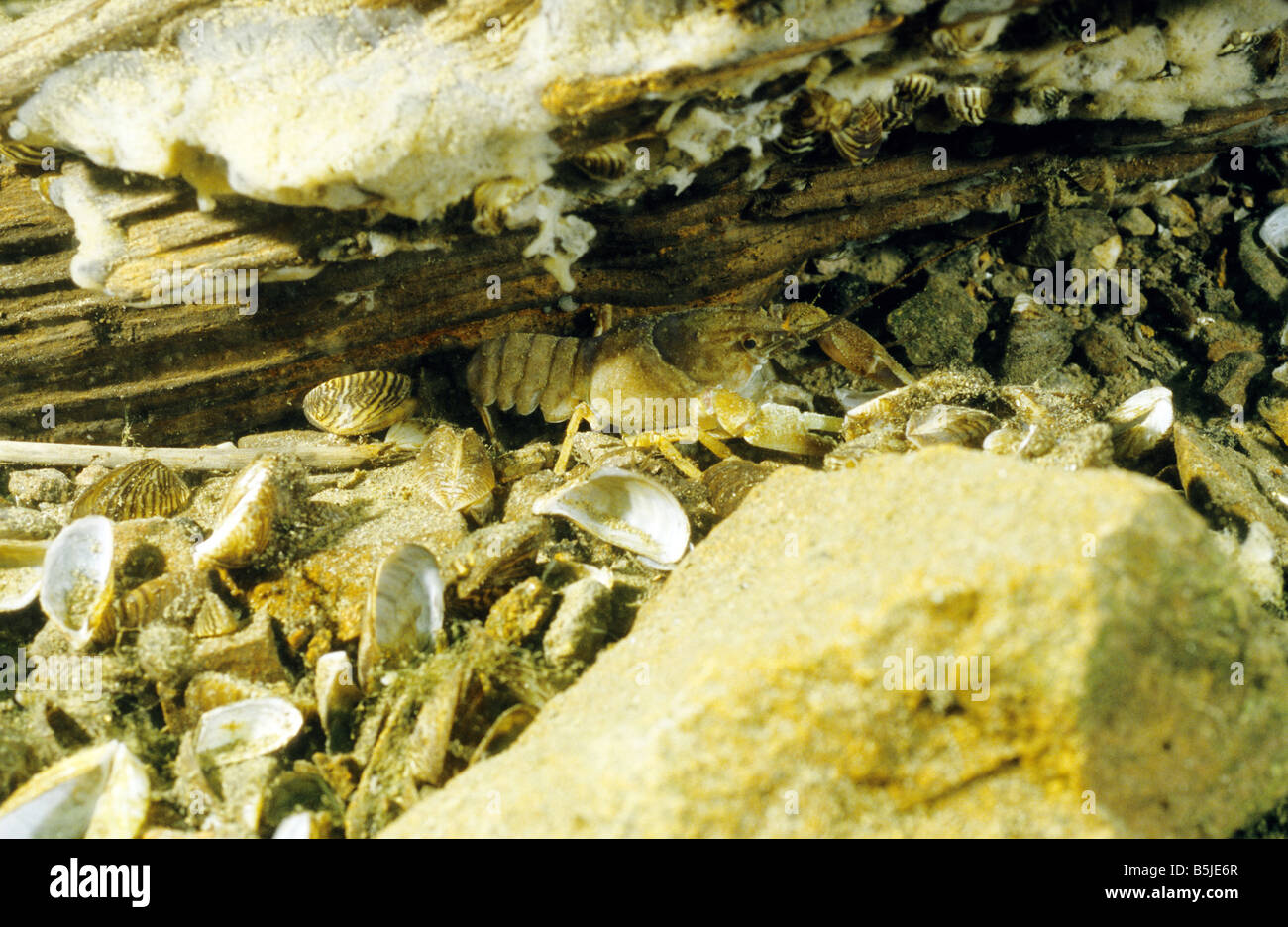 Crustacea hi-res stock photography and images - Alamy