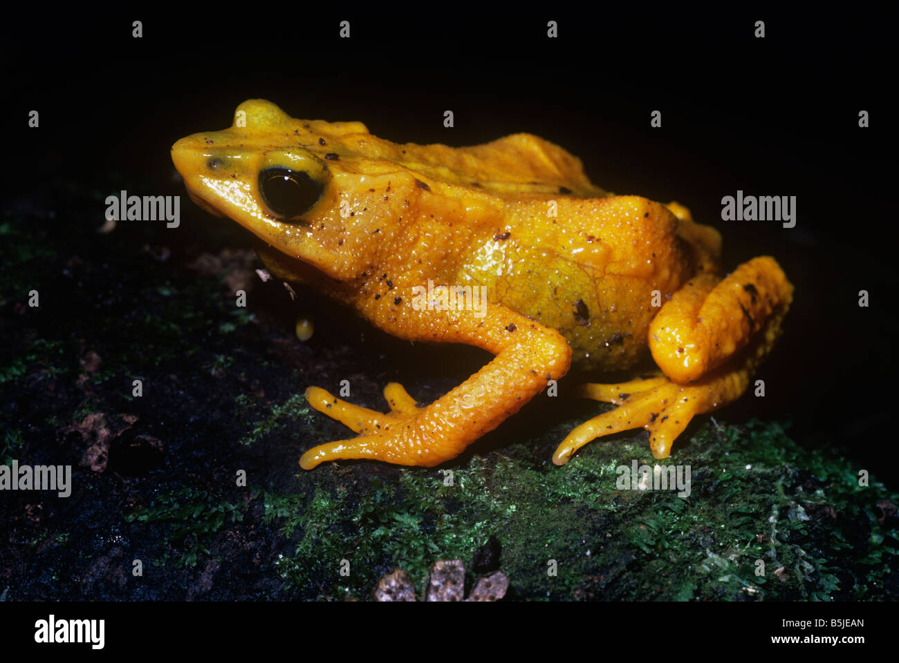 Yellow harlequin frog actually a toad Atelopus oxyrhynchus Bufonidae a ...