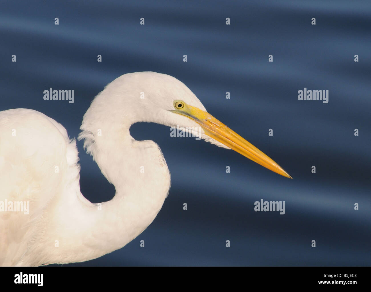 Egert bird hi-res stock photography and images - Alamy