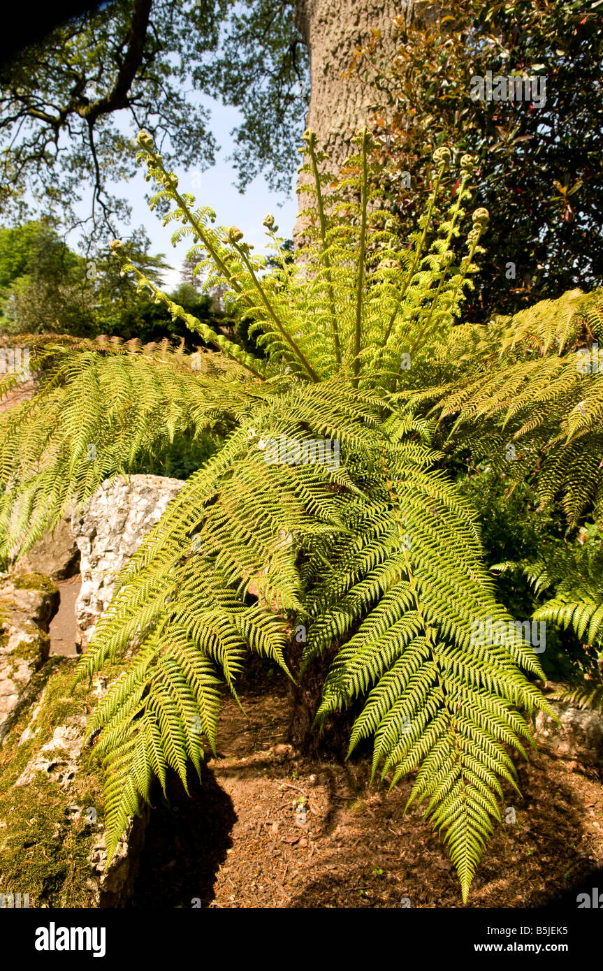 Dicksonia antarctia `Australian tree fern` Stock Photo - Alamy
