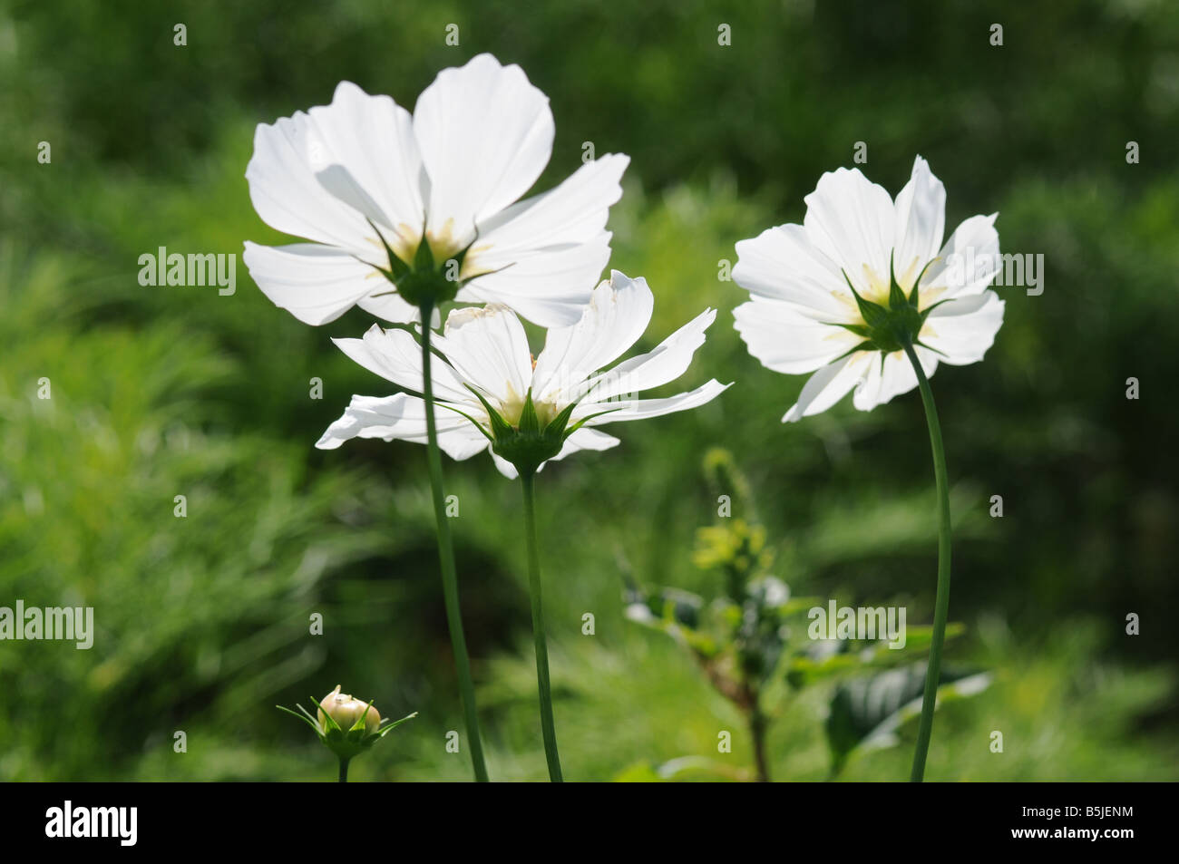 White Cosmos. USA Stock Photo - Alamy