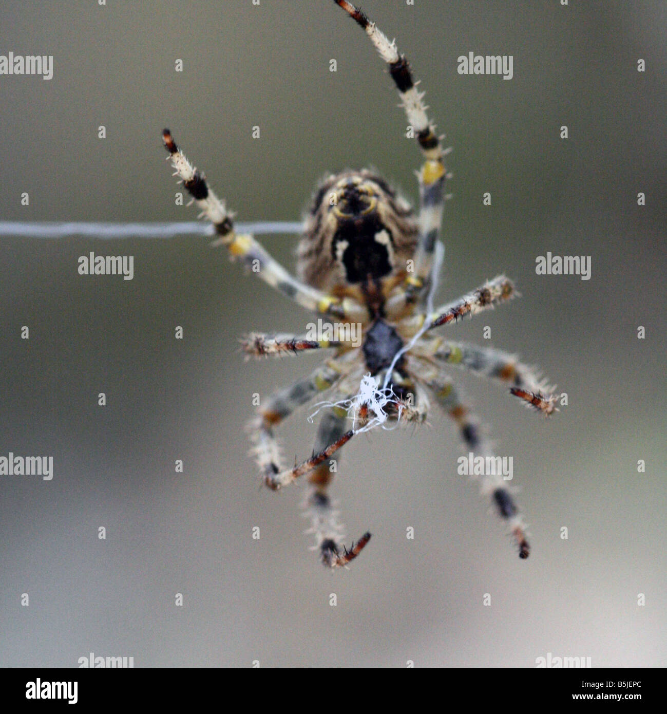 English garden spider spinning its web Stock Photo - Alamy