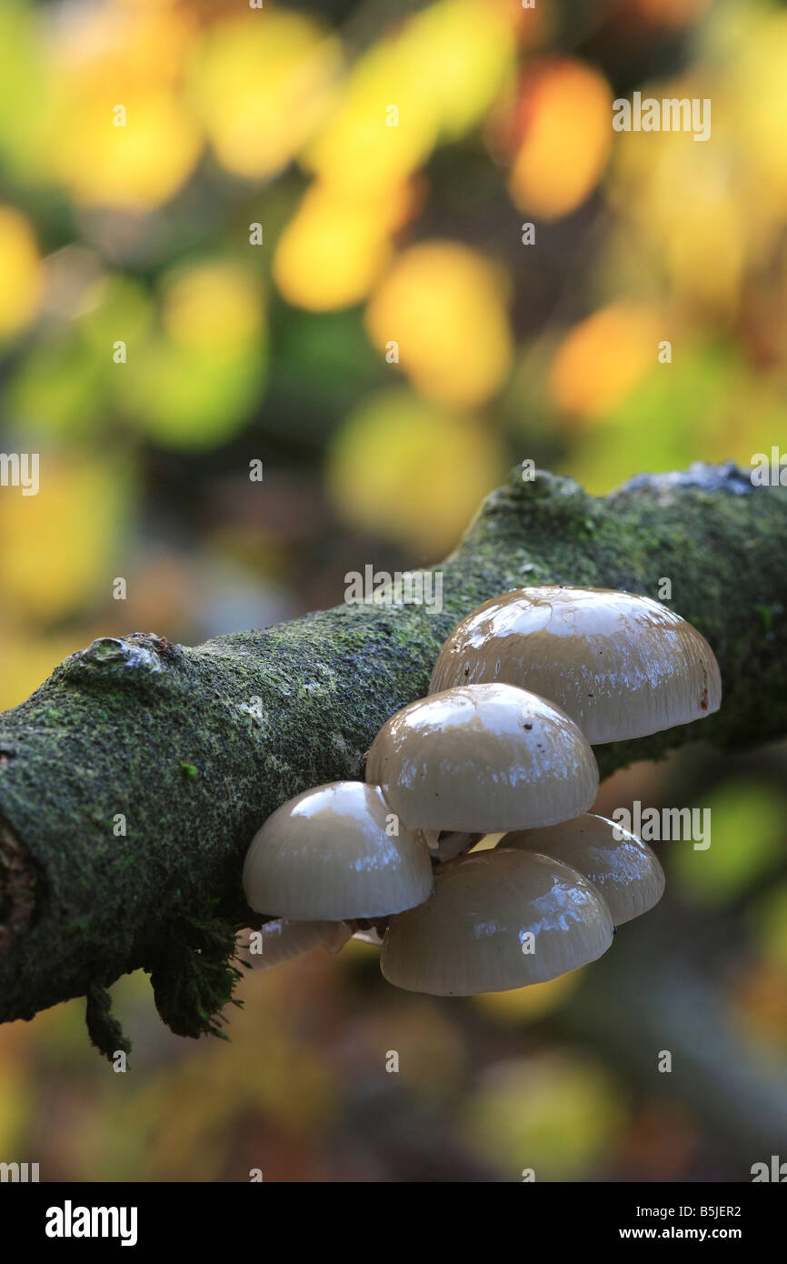 Mushroom Group. (Pluteolus aleuriatus Stock Photo - Alamy