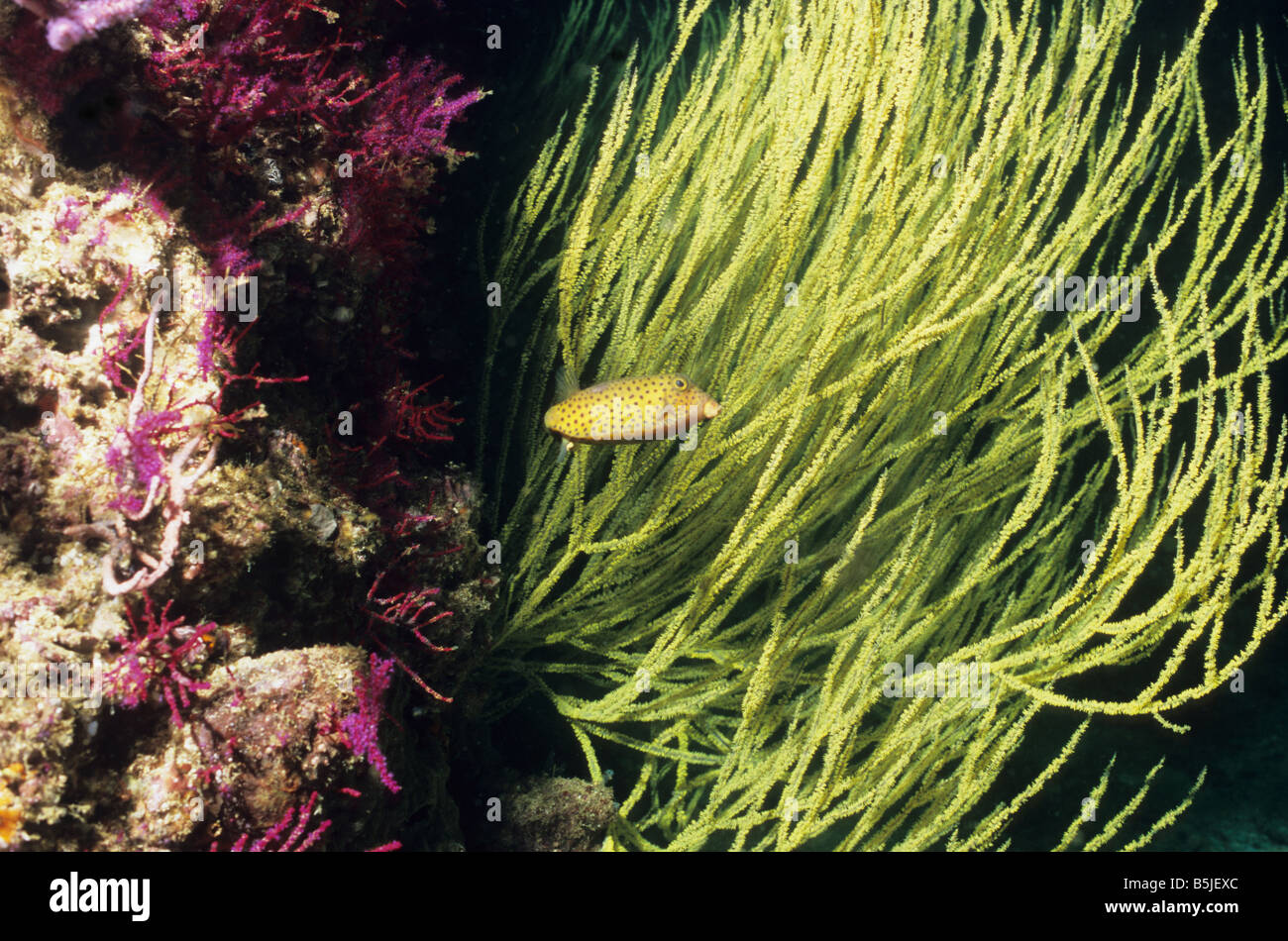 Boxfish. Cube Boxfish or Yellow Boxfish. Genus Ostraciidae. Ostracion ...