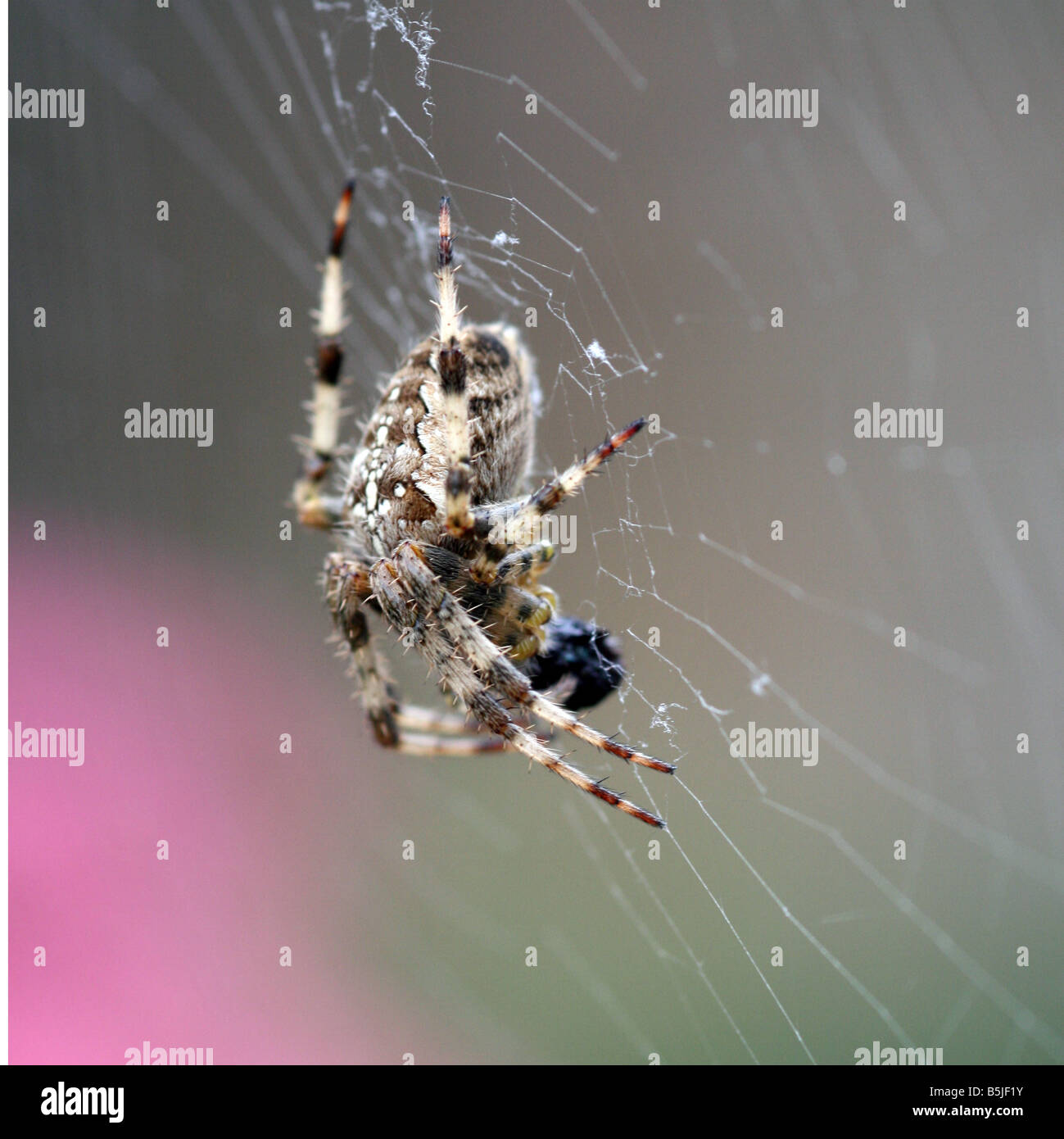 English garden spider hi-res stock photography and images - Alamy