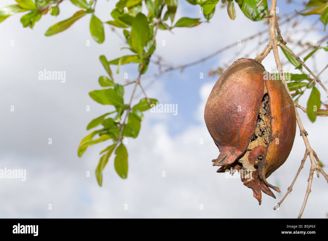 Rotting fruit hi-res stock photography and images - Alamy