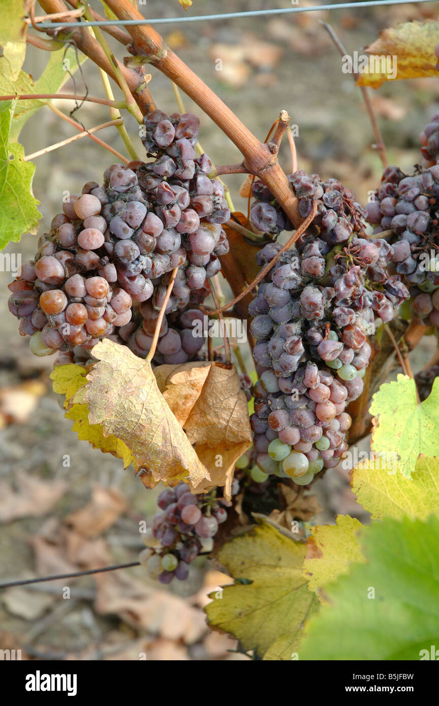 Botrytis grey mould hi-res stock photography and images - Alamy