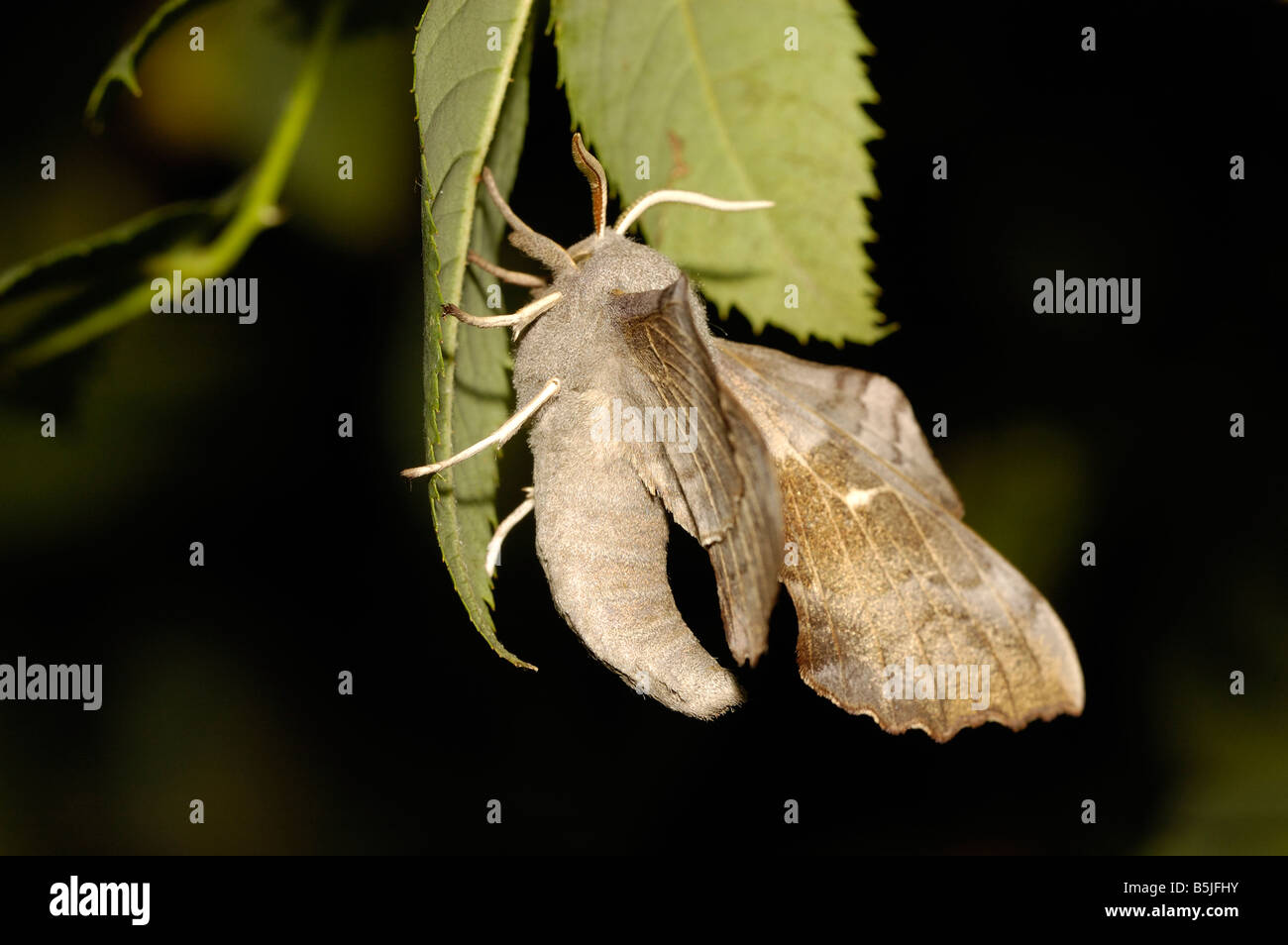Poplar Hawk Moth Stock Photo - Alamy