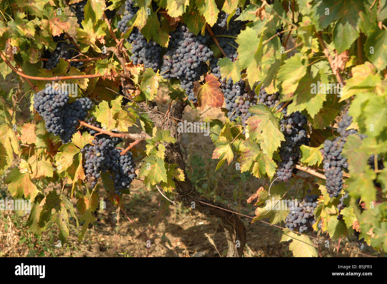 Vino tinto toscana hi-res stock photography and images - Alamy