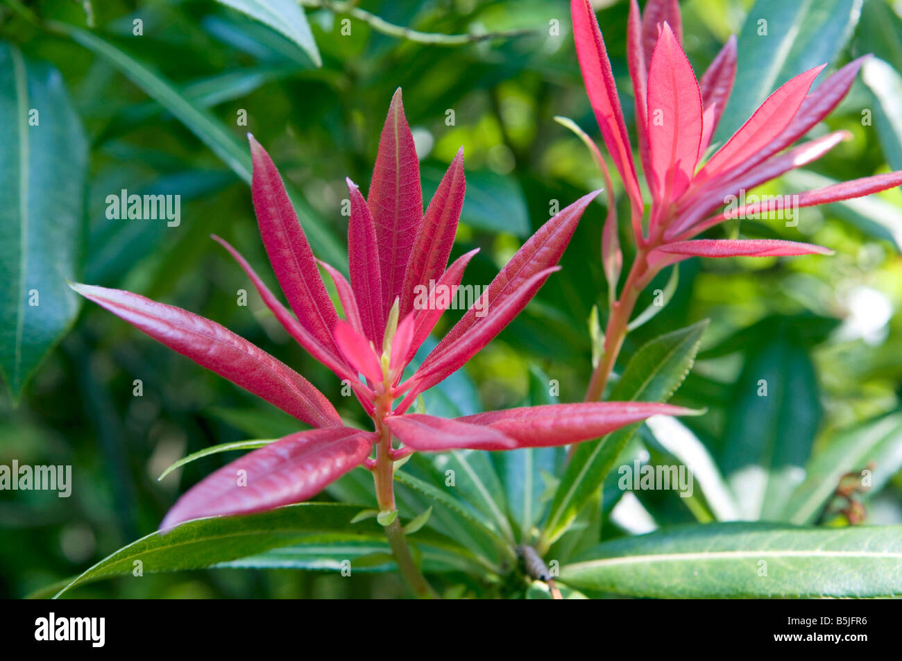 Robusta compact hi-res stock photography and images - Alamy
