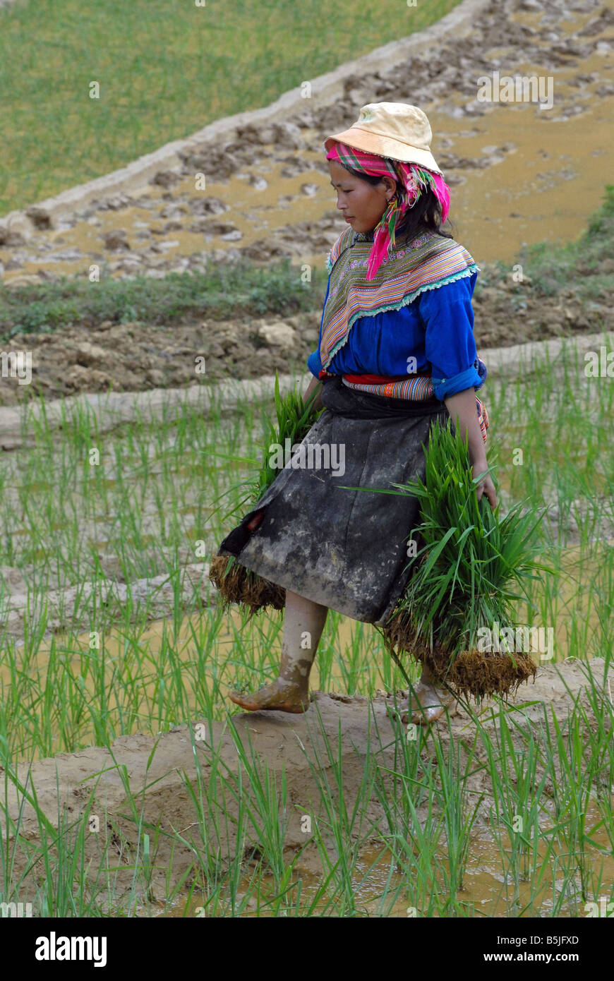 Flower Hmong woman working in Rice Paddies Northern Vietnam Stock Photo ...