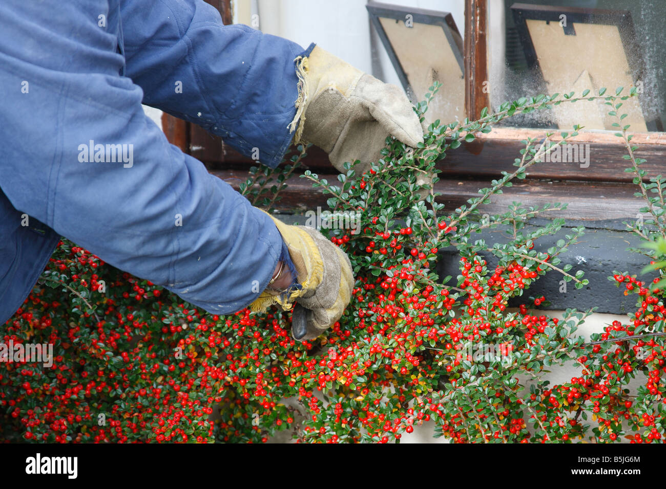 PRUNING COTONEASTER HORIZONTALIS ROUND WINDOW SILL Stock Photo - Alamy
