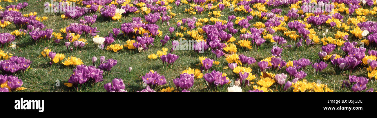 Planting crocus corm hi-res stock photography and images - Alamy