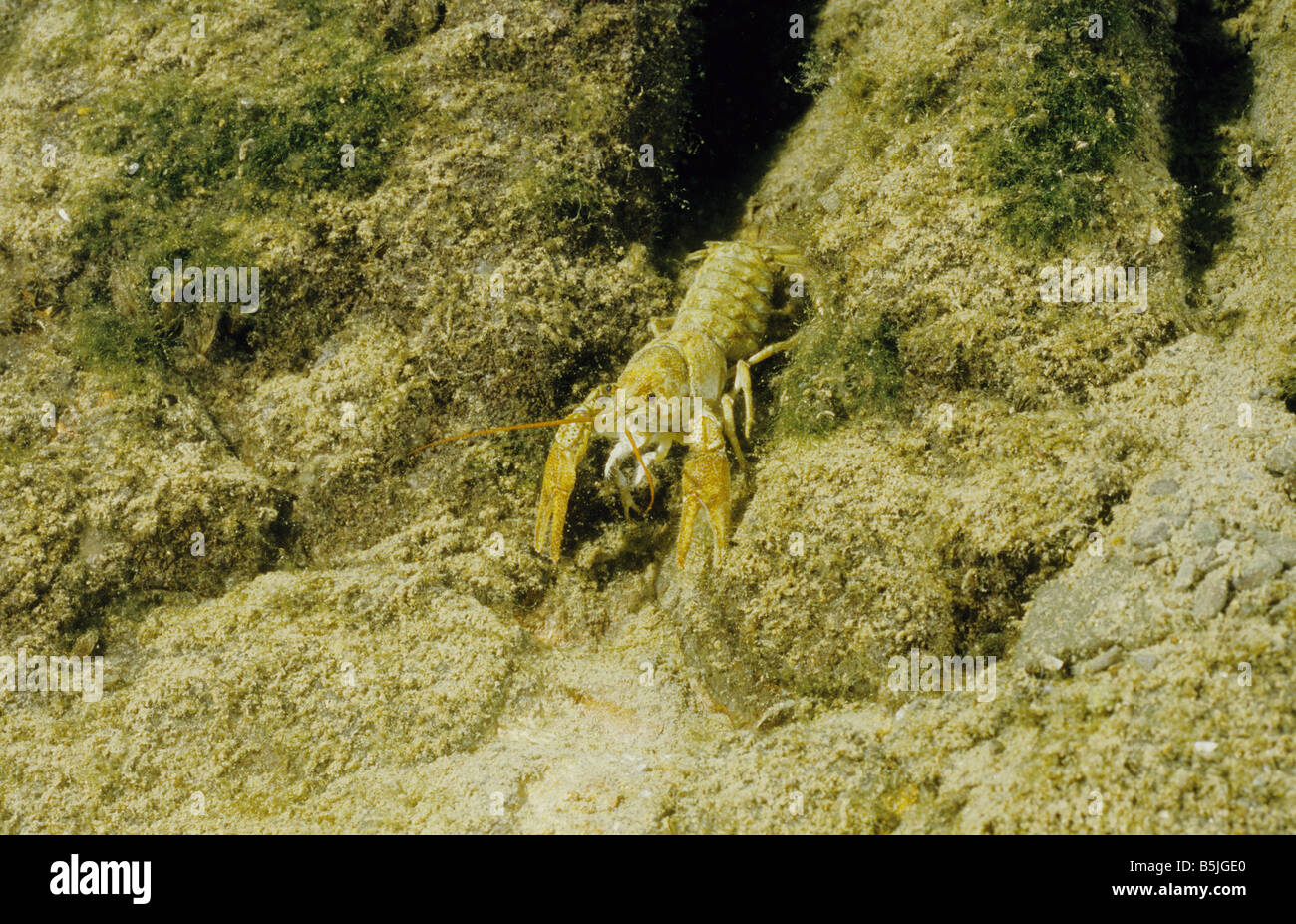 Crustacea hi-res stock photography and images - Alamy