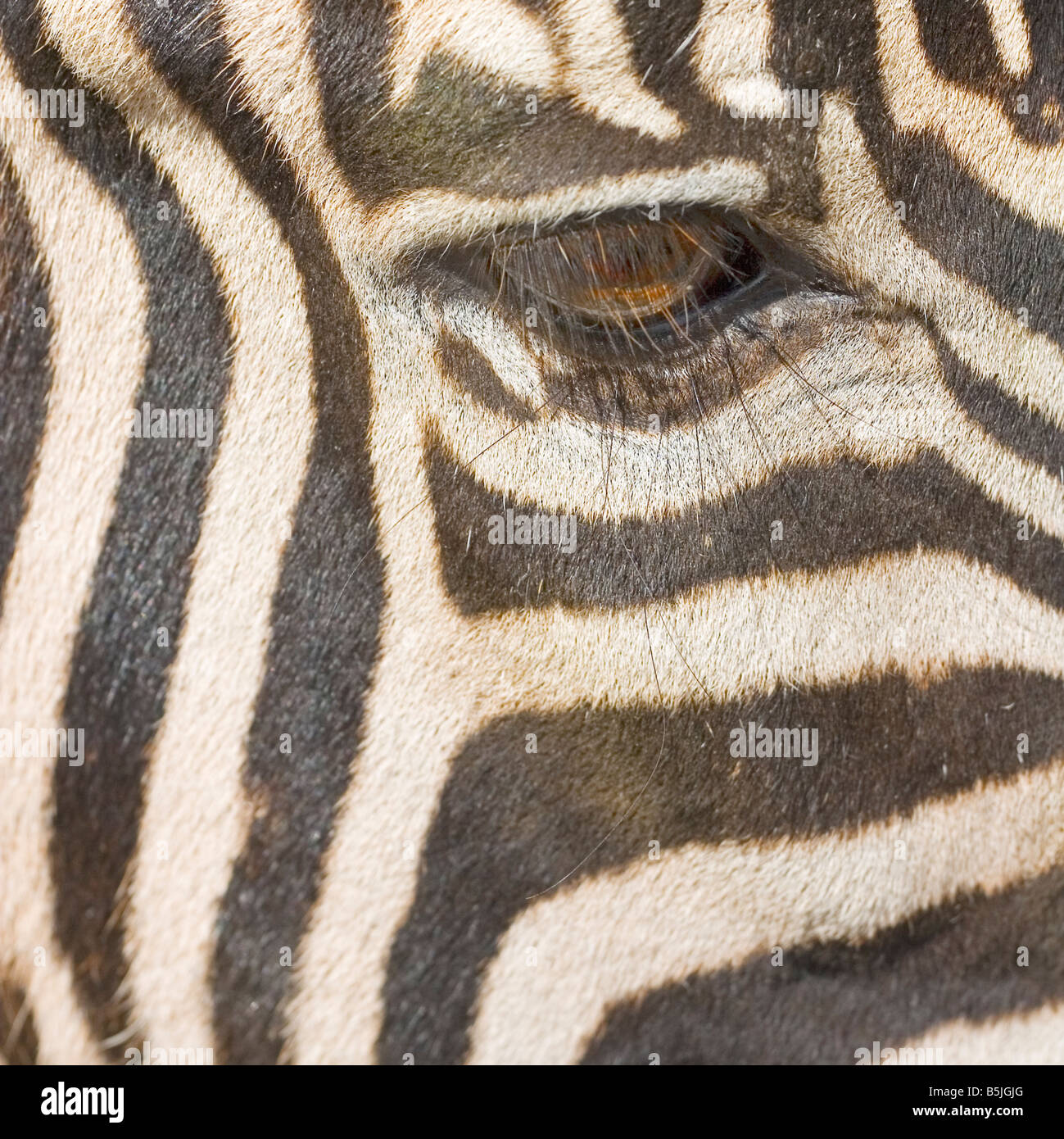 Zebra face hi-res stock photography and images - Alamy