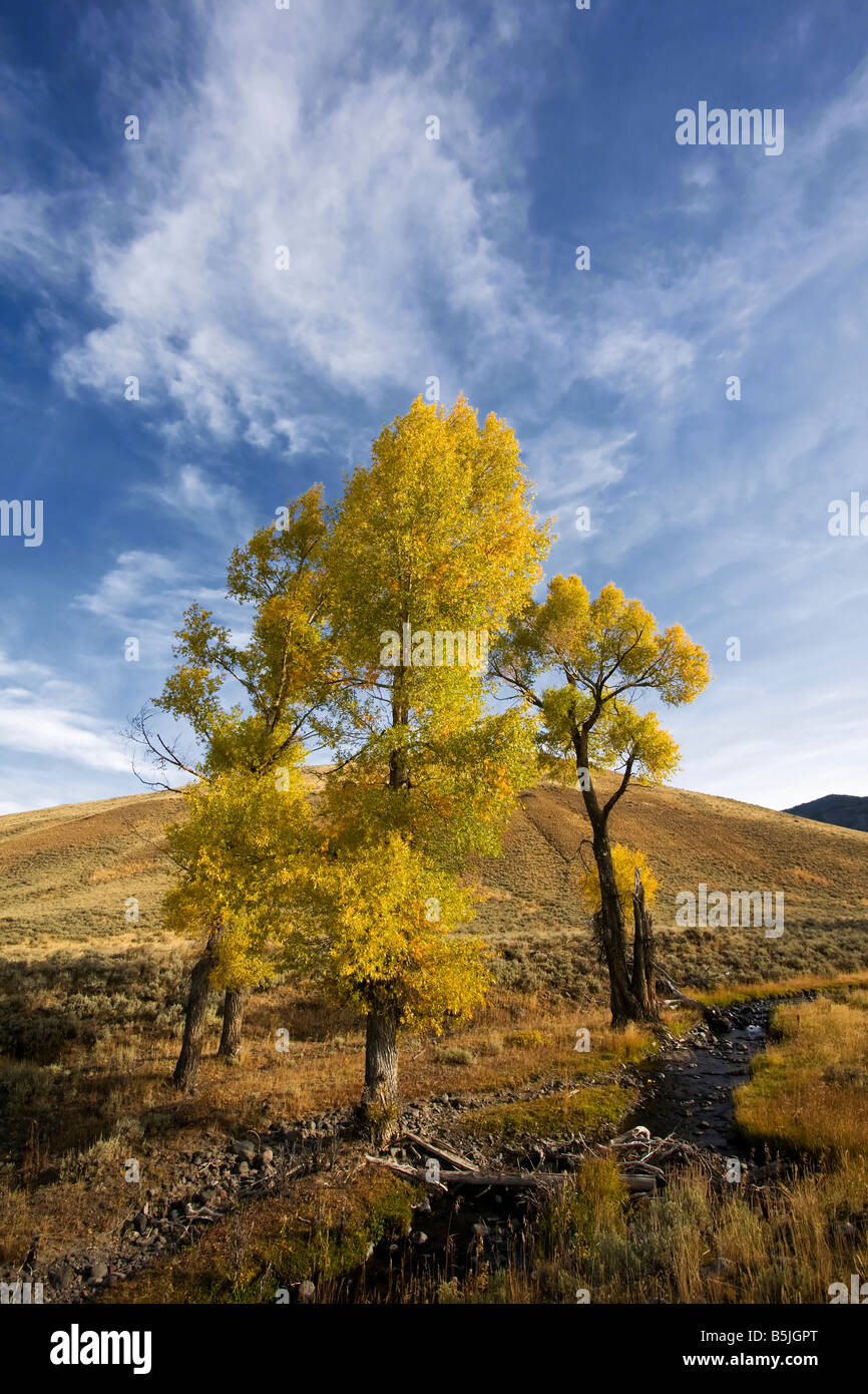 Cottonwood trees lamar valley hi-res stock photography and images - Alamy