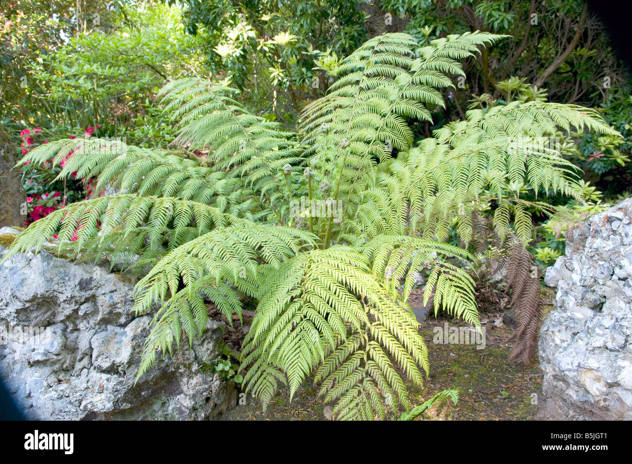 Microlepia hi-res stock photography and images - Alamy