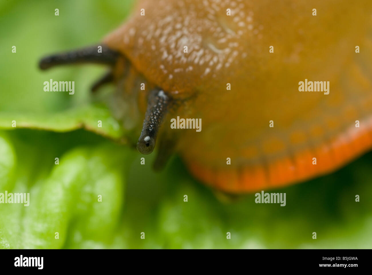 Orange Slug High Resolution Stock Photography and Images - Alamy