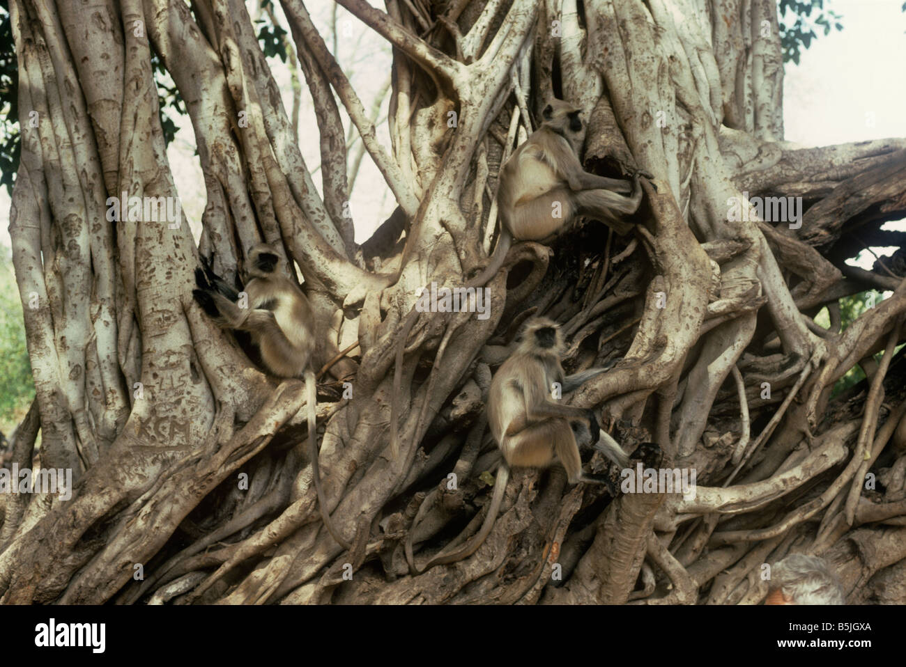 Southern plains gray langurs hi-res stock photography and images - Alamy