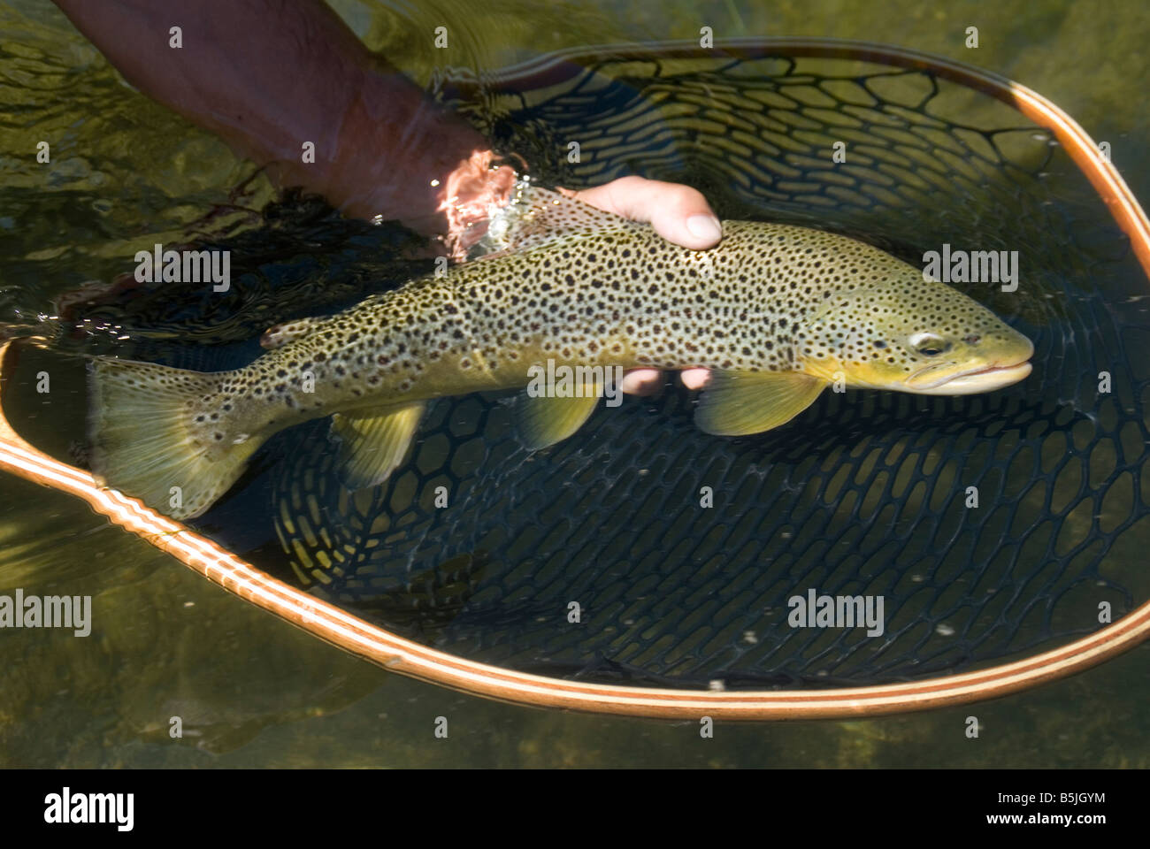 A 22 inch Brown trout caught fly fishing on the Bow River near Calgary ...