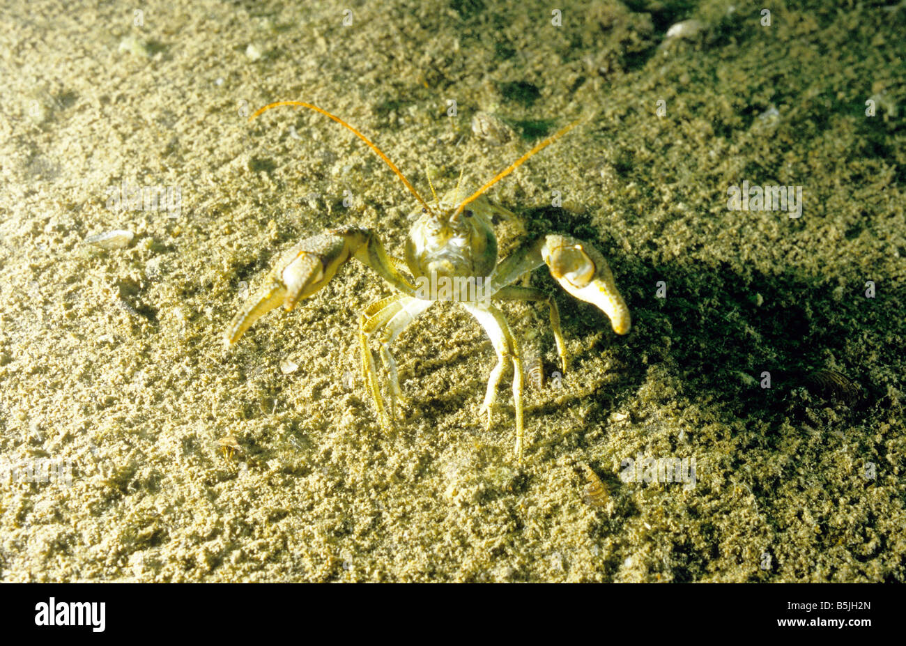 UK, Freshwater Crayfish in defensive mode. Crustacea. Astacidae ...