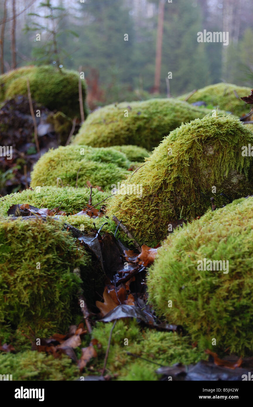 collection mossy stones Stock Photo - Alamy