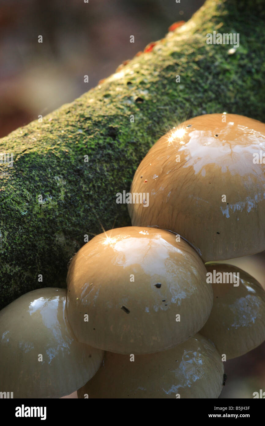 Mushroom Group. (Pluteolus aleuriatus Stock Photo - Alamy
