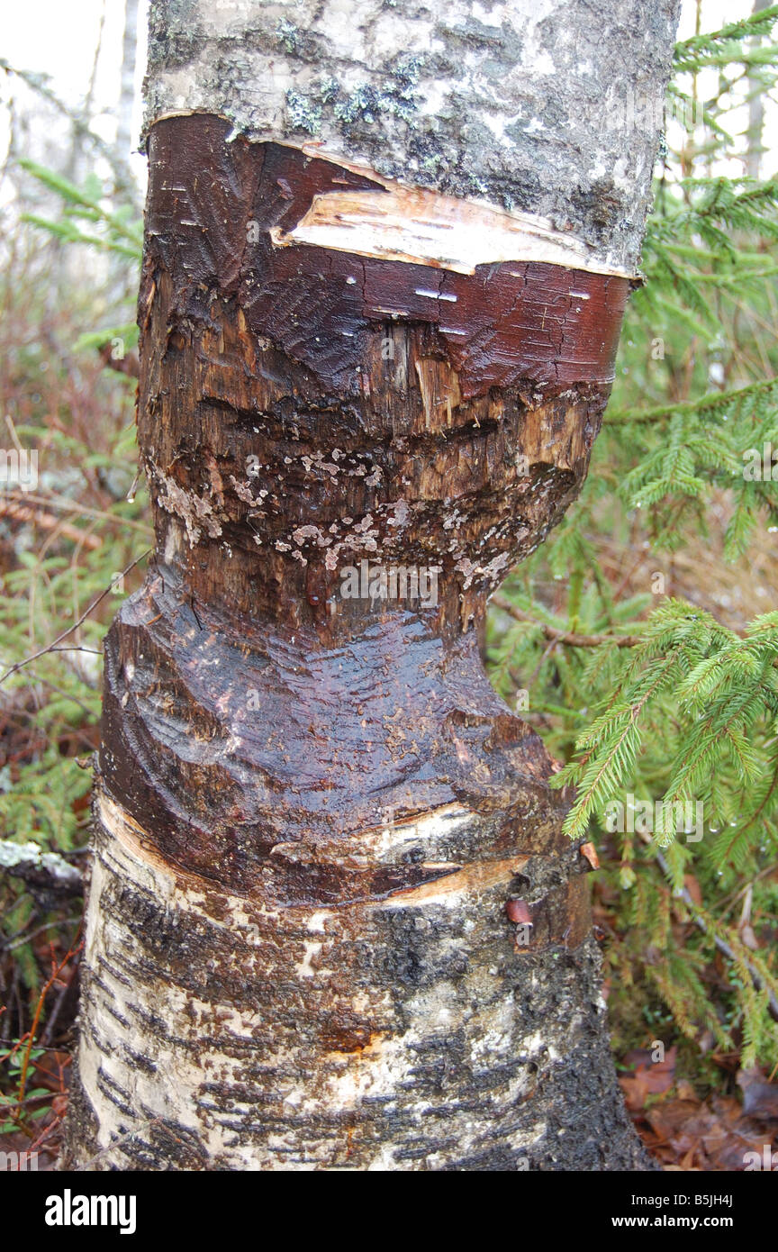 Beaver felling tree hi-res stock photography and images - Alamy