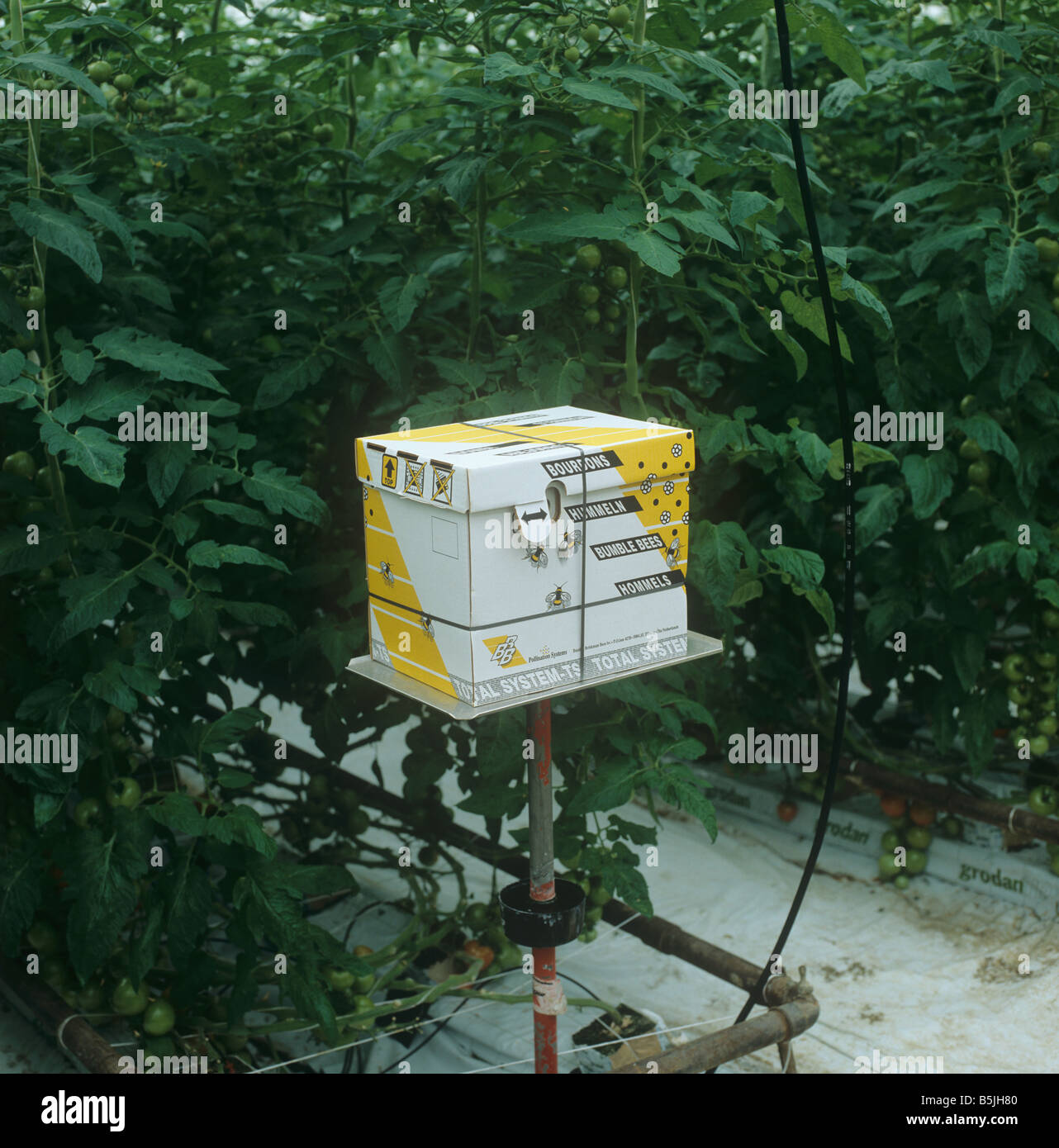 Bumblebee box in a commercial tomato glasshouse Stock Photo - Alamy