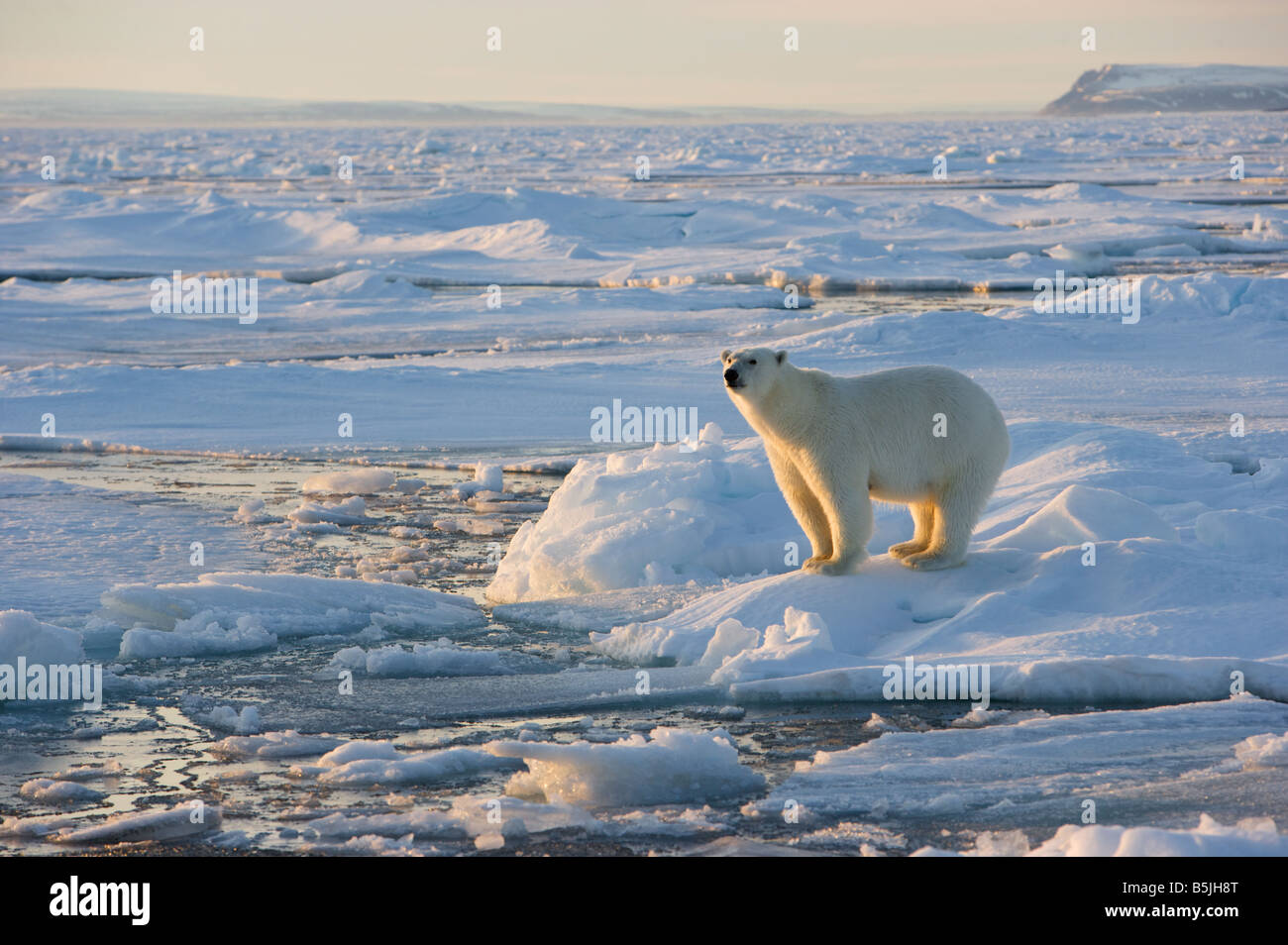 Climate change polar bear ice hi-res stock photography and images - Alamy