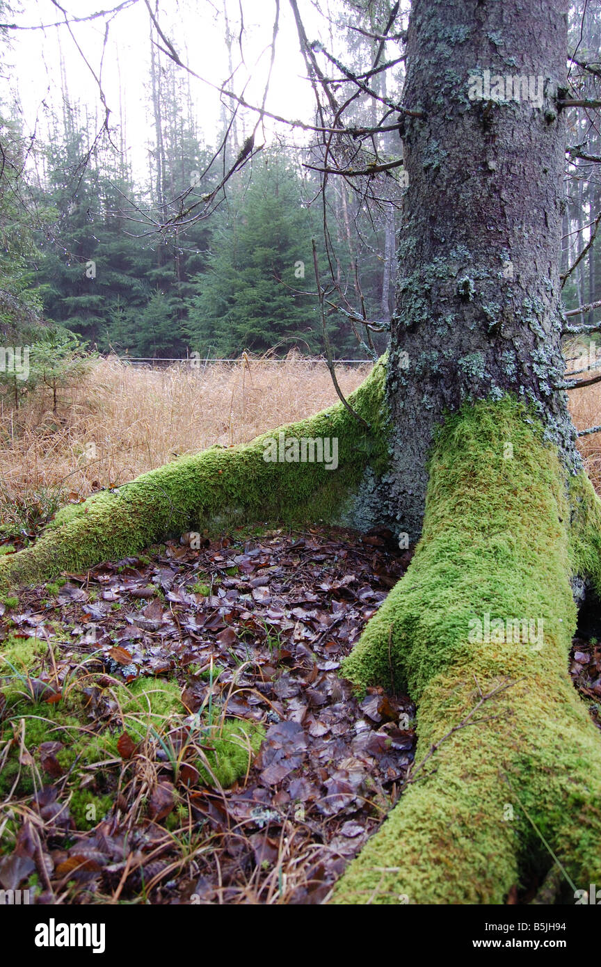 mossy tree roots Stock Photo - Alamy