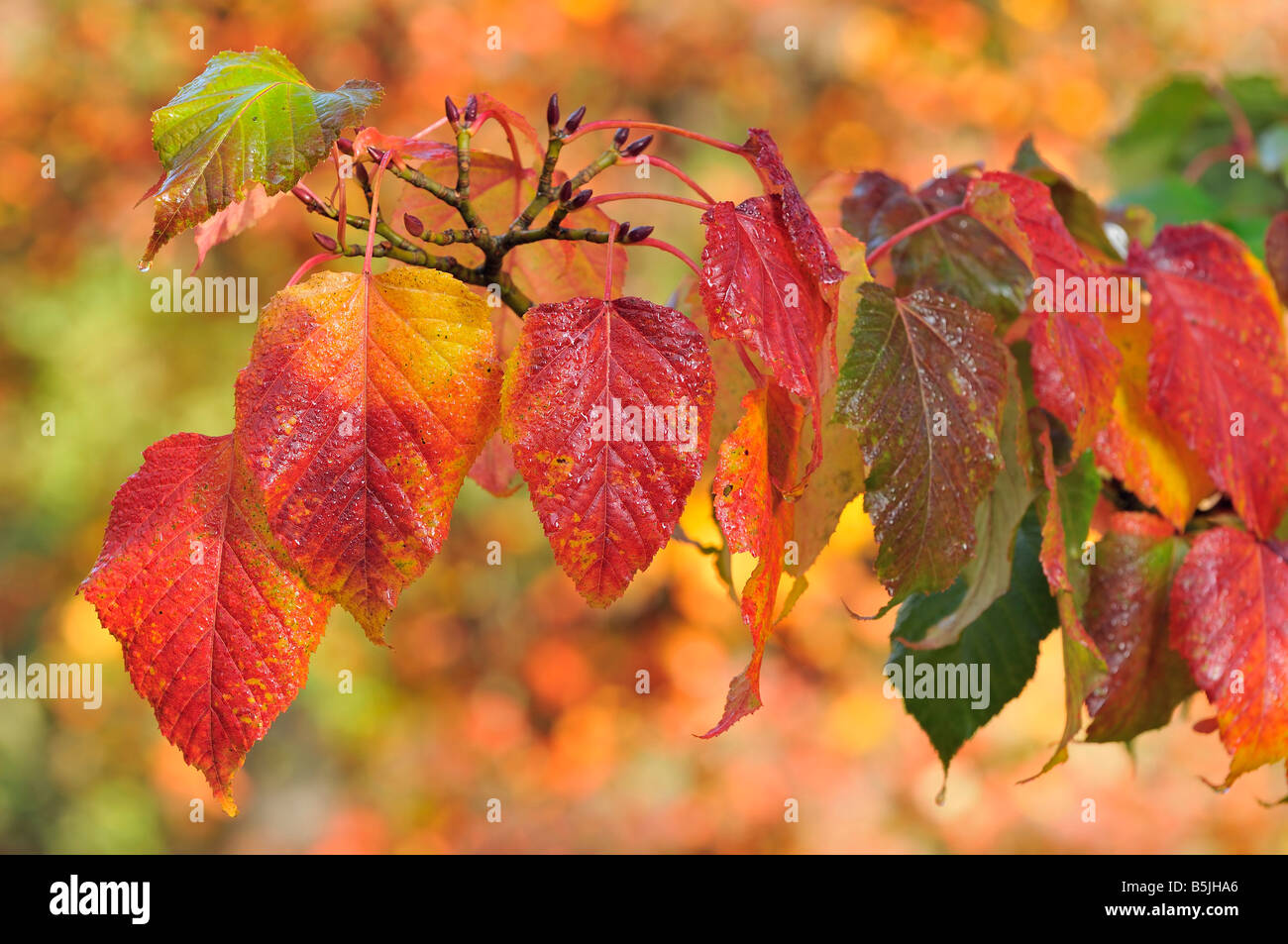 Red Snake Bark Maple Acer capillipes Autumn leaves Stock Photo - Alamy
