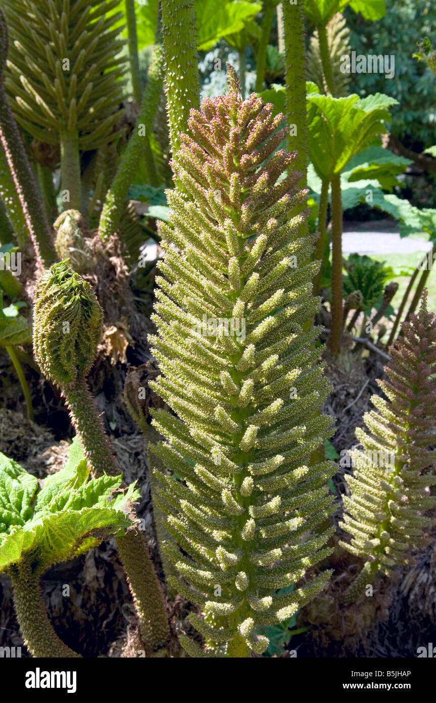 Gunnera fruit hi-res stock photography and images - Alamy