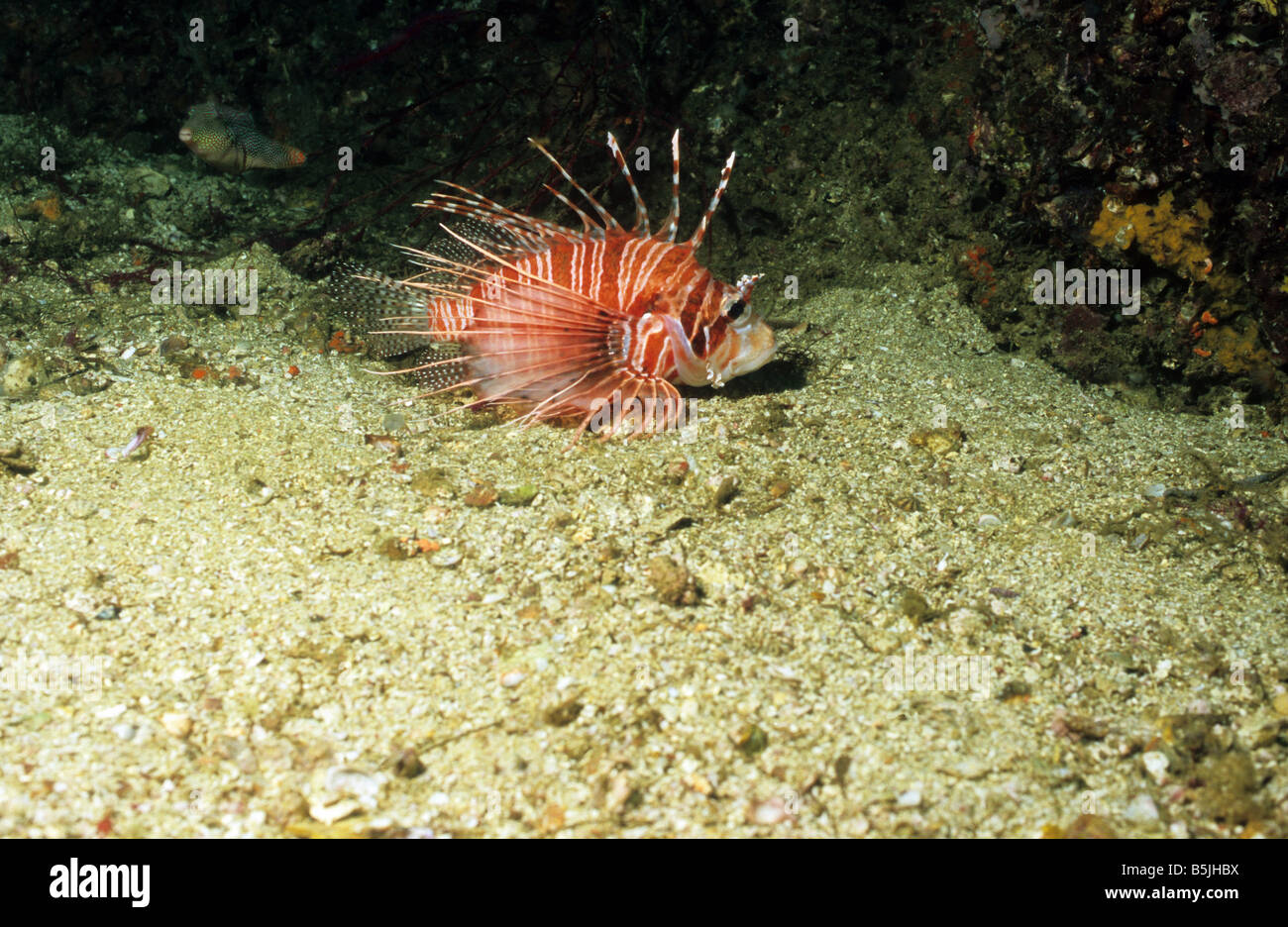 Lionfish. Turkeyfish. Pterois Volitans. Underwater off Limah Rock Oman ...
