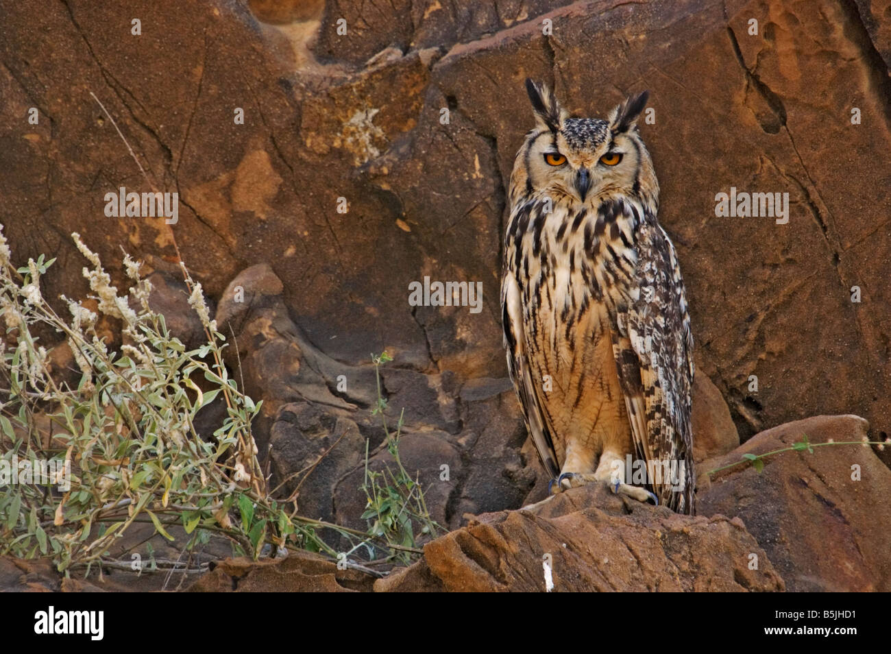 Indian Eagle-Owl / Rock Eagle Owl / Bengal Eagle Owl Bubo bengalensis ...