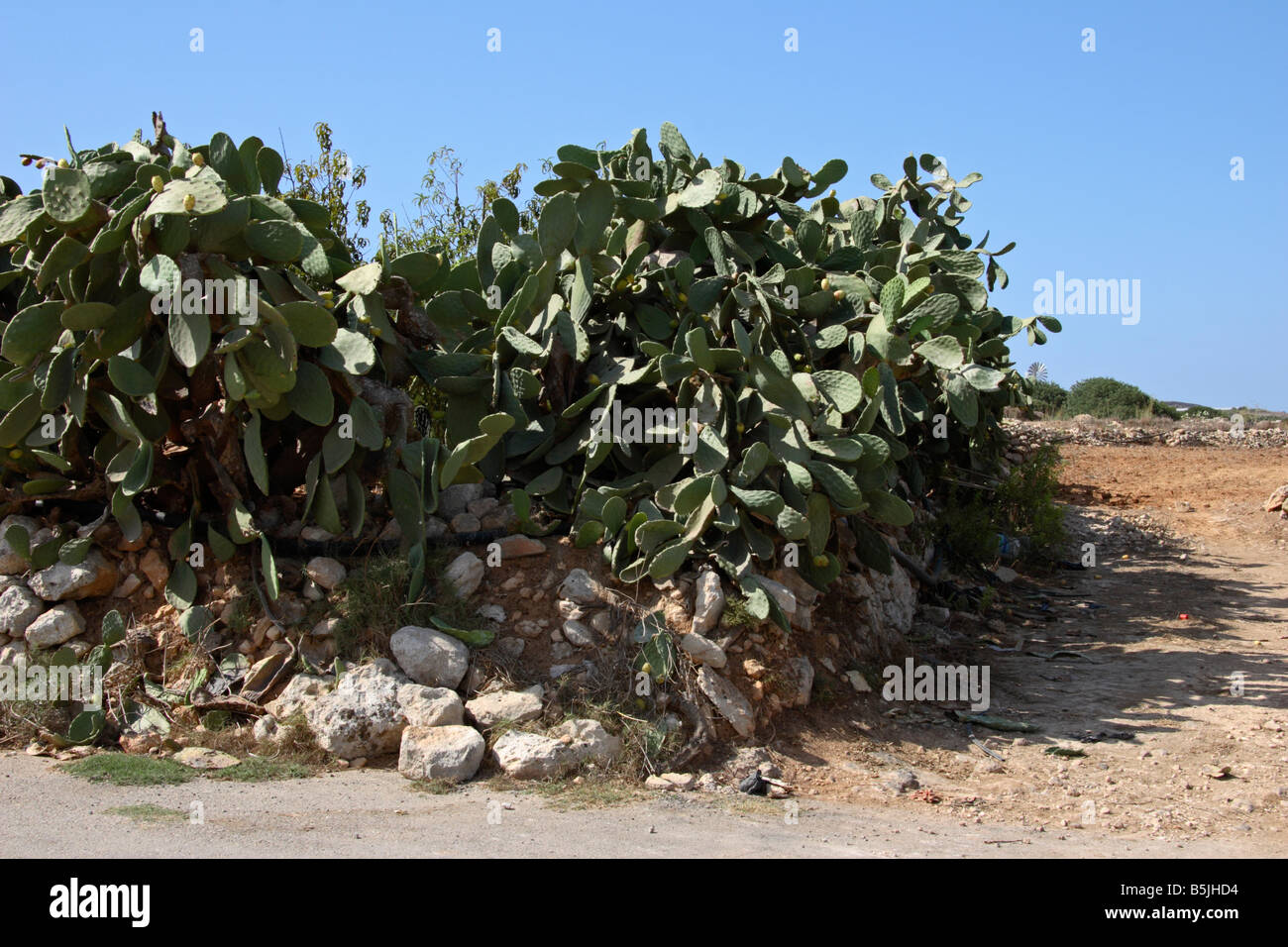 Prickly Pear Cactus growing on the side of a road in Malta Stock Photo ...