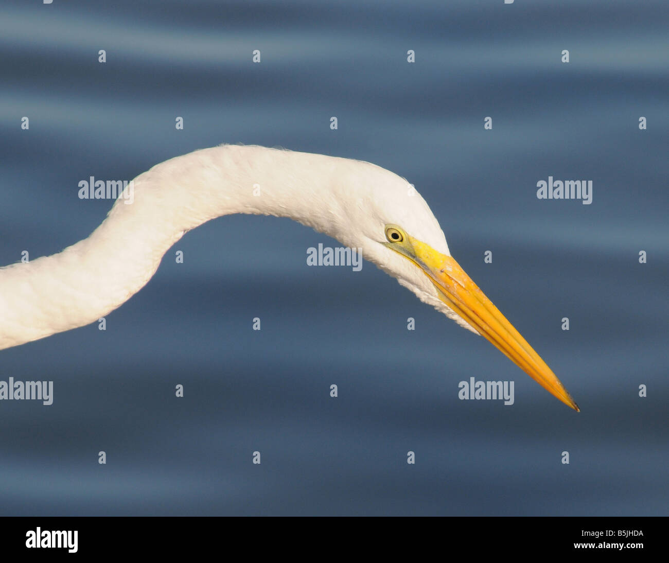 Egert hi-res stock photography and images - Alamy