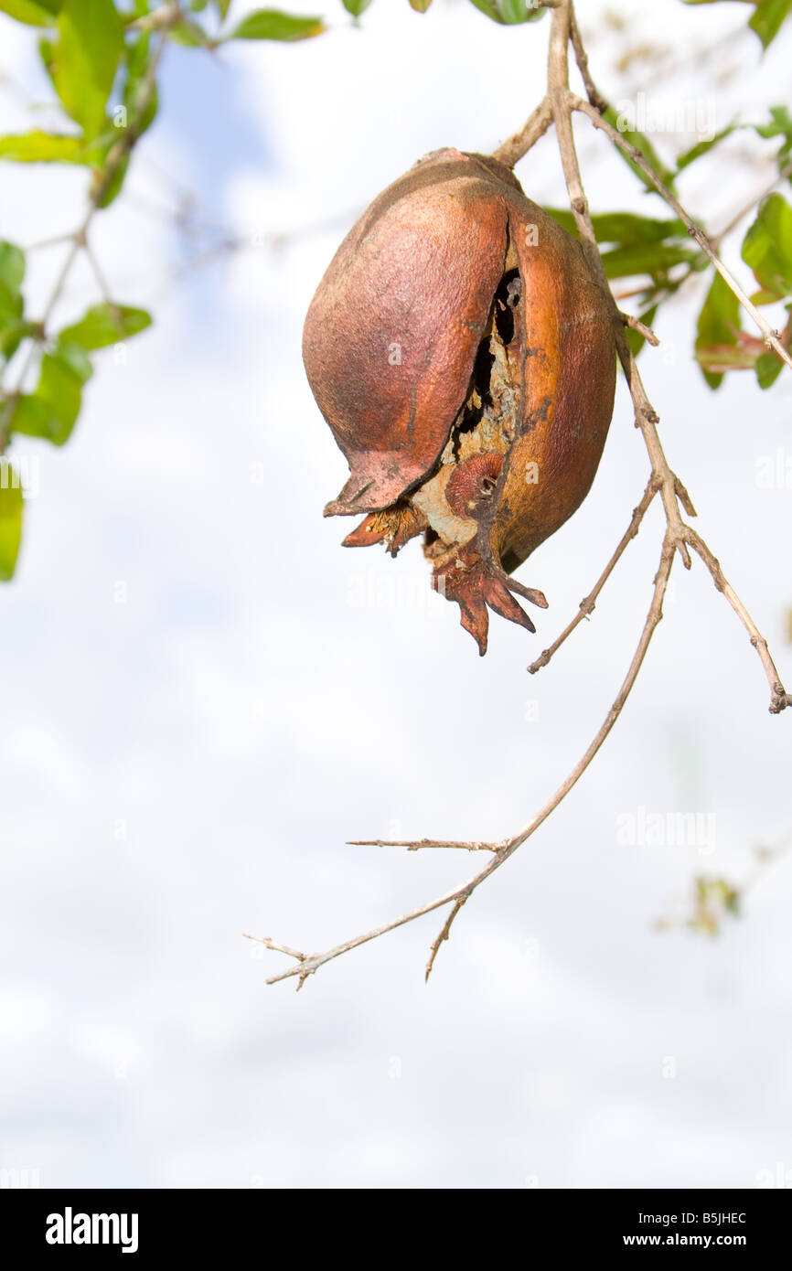 Cracked and rotten pomegranate hanging on tree Stock Photo - Alamy