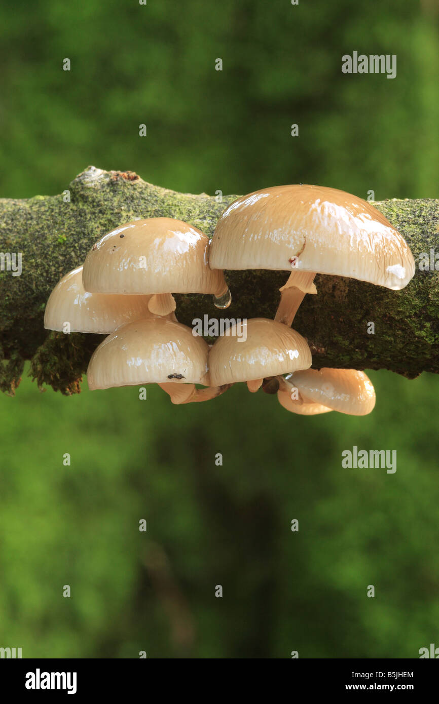Mushroom Group. (Pluteolus aleuriatus Stock Photo - Alamy