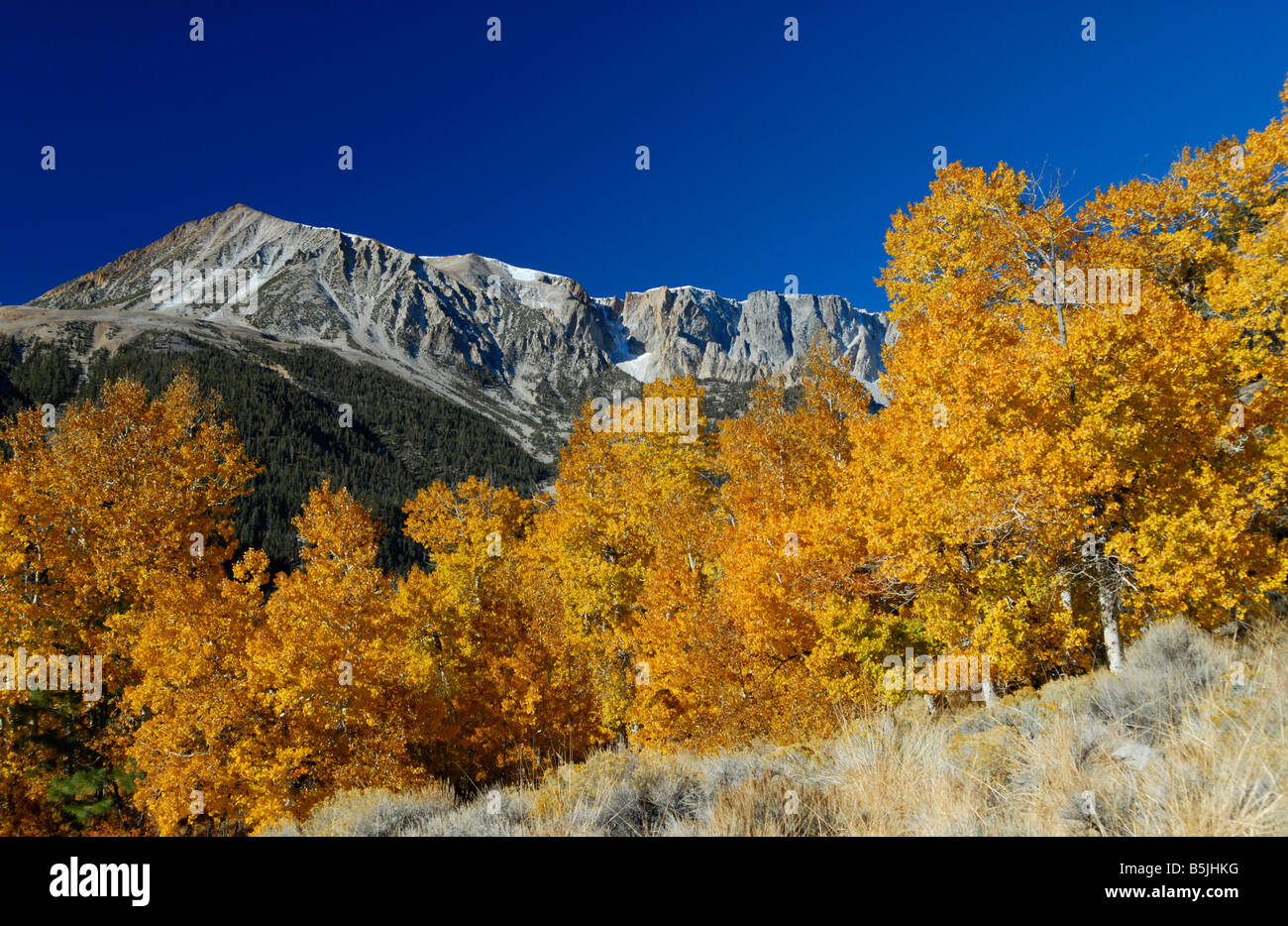 Colorful autumn trees in Sierra Nevada mountains of California Stock ...