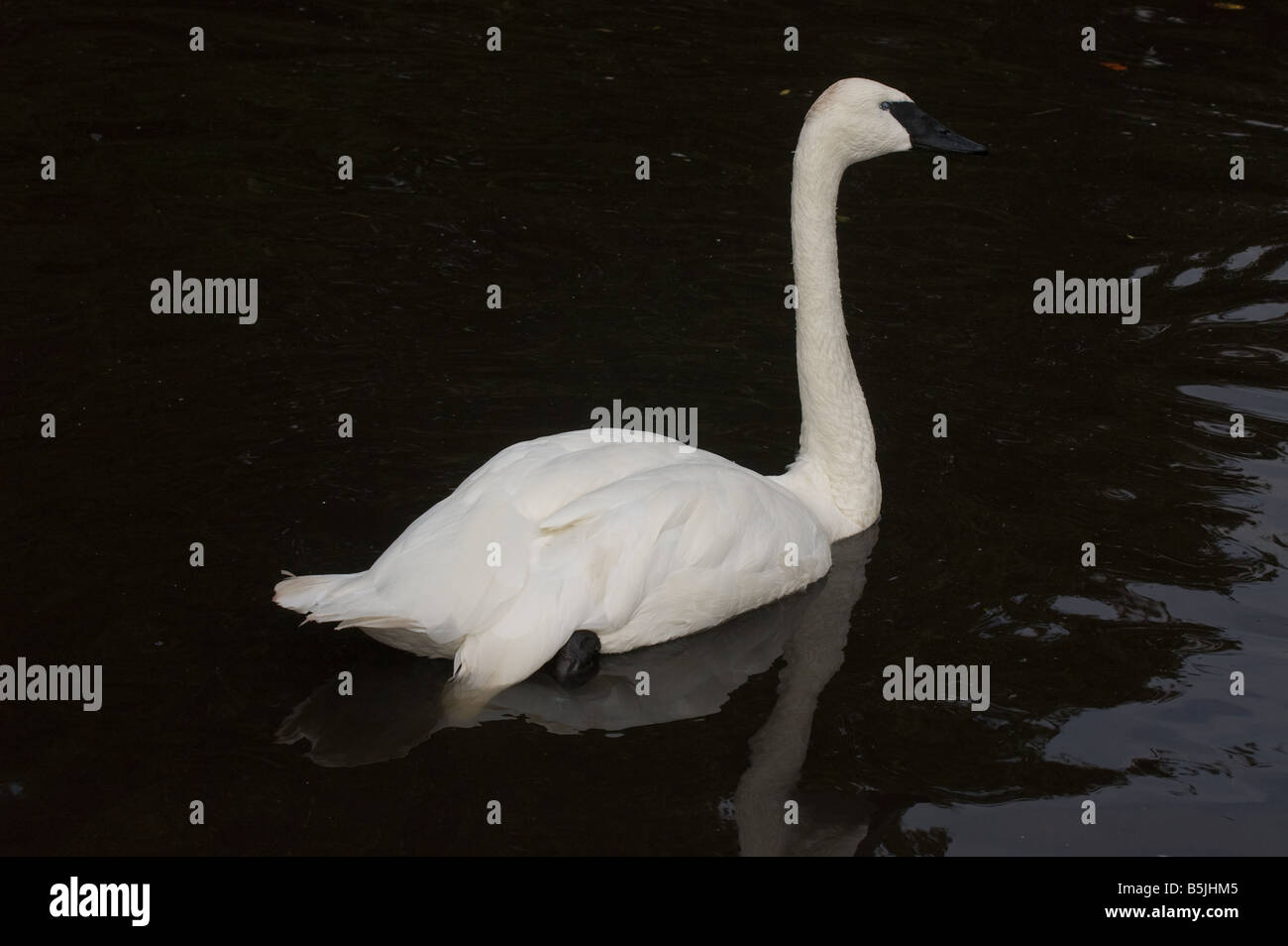 Trumpeter Swan, England, UK Stock Photo - Alamy