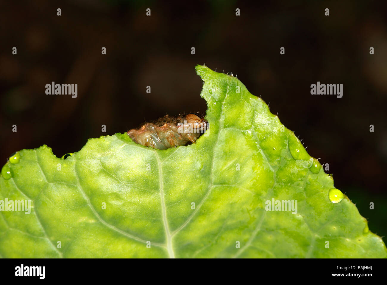 Cabbage Moth High Resolution Stock Photography and Images - Alamy