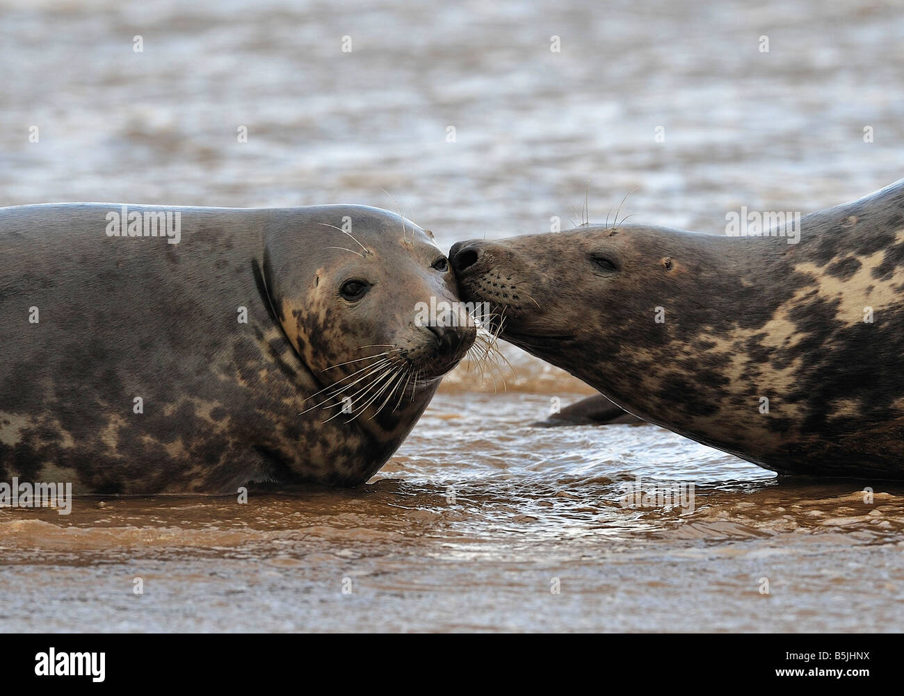 Grey seals at sea hi-res stock photography and images - Alamy