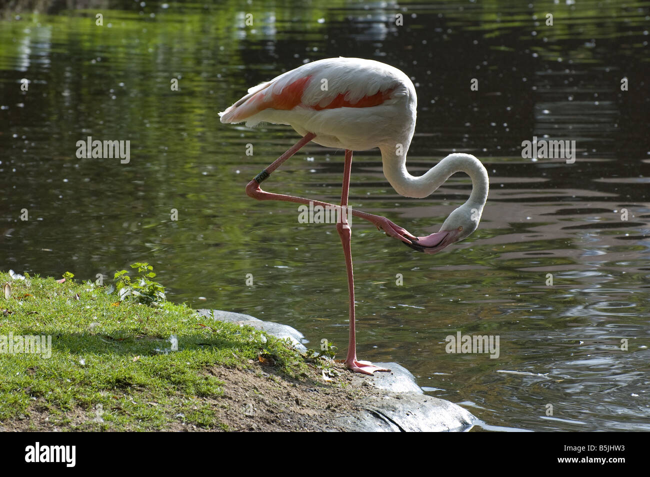 Greater Flamingo in captivity, England, UK Stock Photo - Alamy